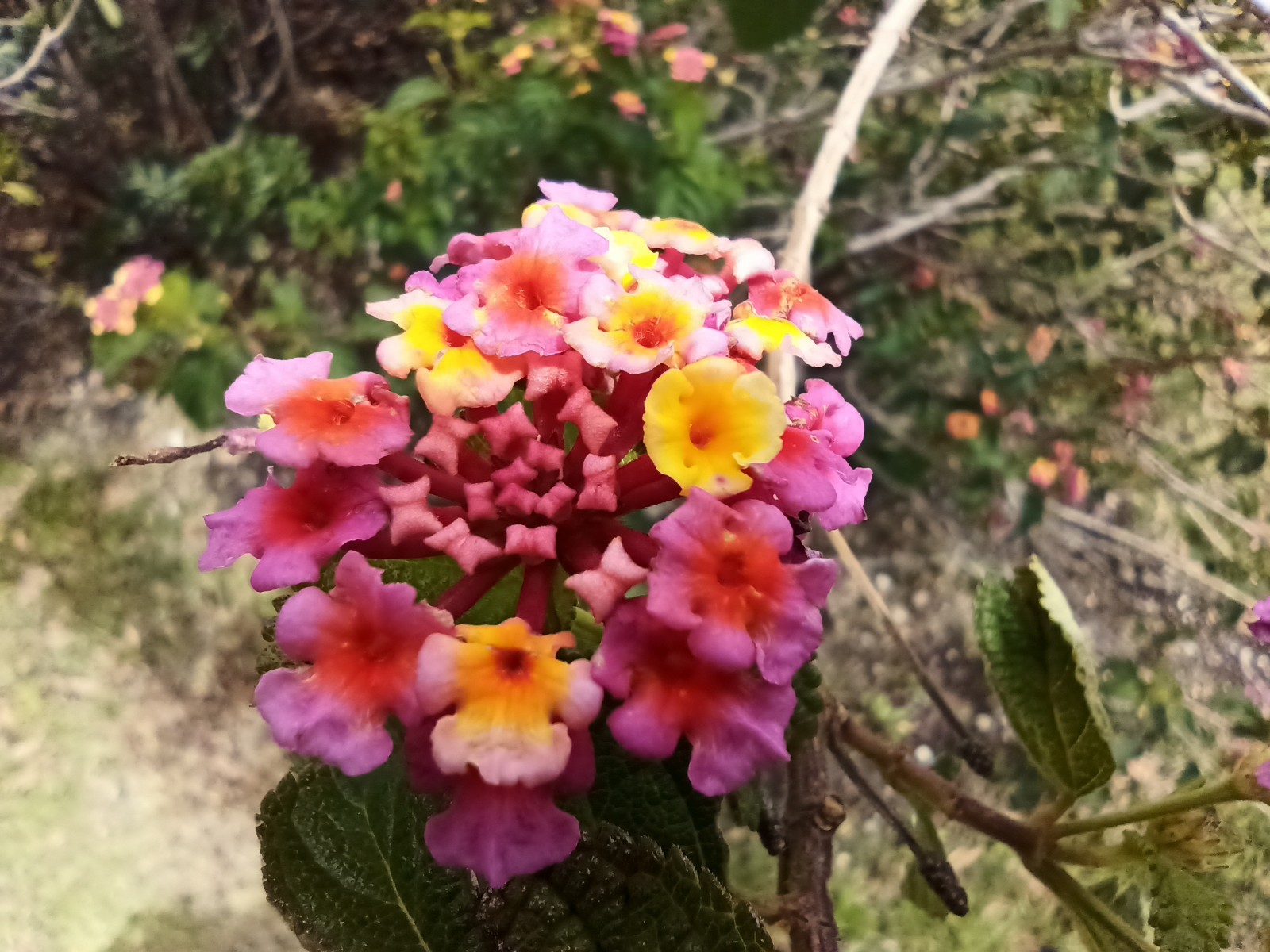 Un viaje por la biodiversidad poblana - Identidad Puebla