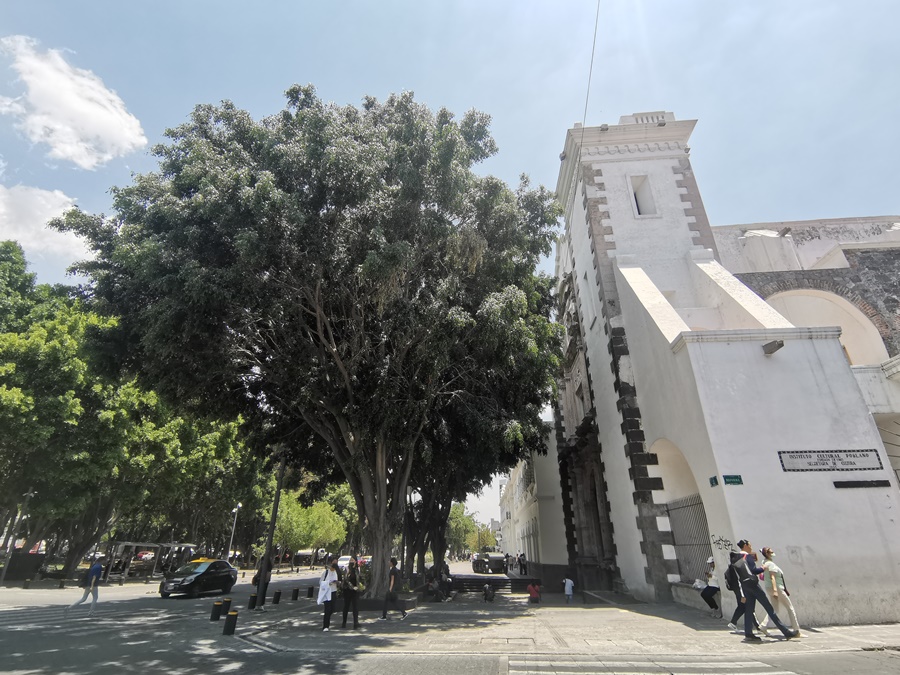 El enraizado ahuehuete poblano - Identidad Puebla