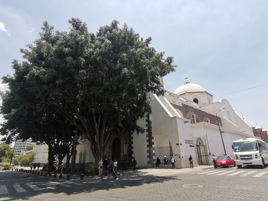El enraizado ahuehuete poblano - Identidad Puebla