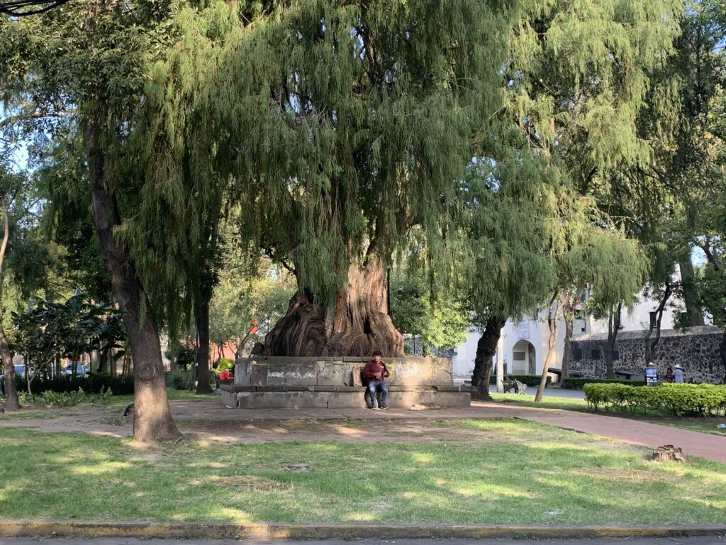 Ahuehuete de Churubusco: el musculoso luchador - Identidad Puebla